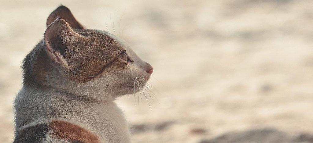 Início | Clã Animal